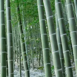 How to grow bamboo | Better Homes & Gardens Australia