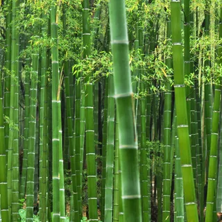 How to grow bamboo | Better Homes & Gardens Australia