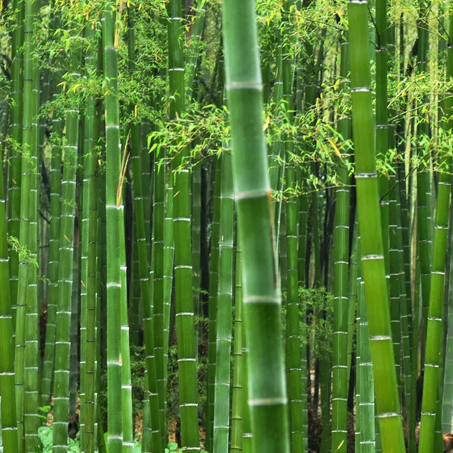 How to grow bamboo | Better Homes & Gardens Australia