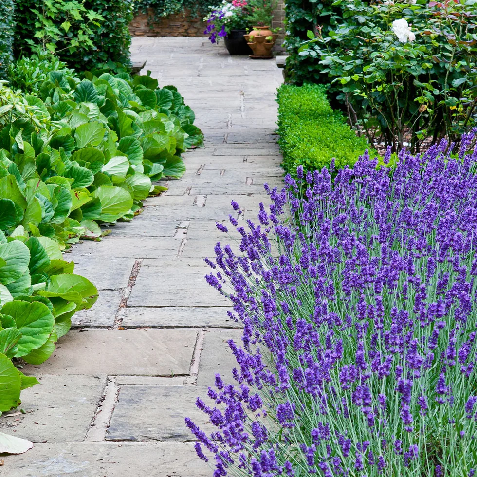 How to grow lavender | Better Homes & Gardens Australia