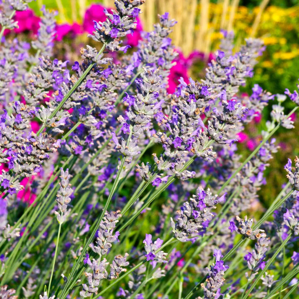 How to grow lavender | Better Homes & Gardens Australia