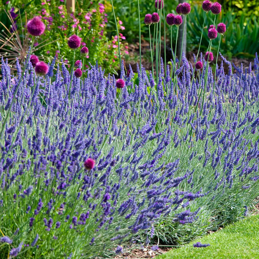 How to grow lavender | Better Homes & Gardens Australia