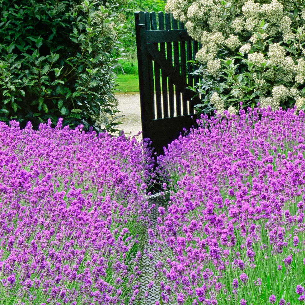 How to grow lavender | Better Homes & Gardens Australia