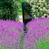 How to grow lavender | Better Homes & Gardens Australia