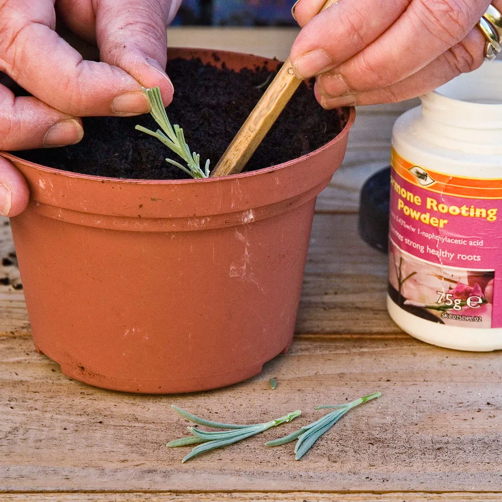 How to propagate lavender in Australia: a step-by-step guide | Better ...