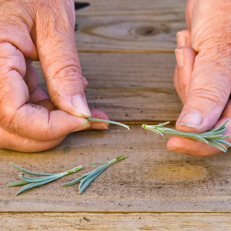 How to propagate lavender in Australia: a step-by-step guide | Better ...