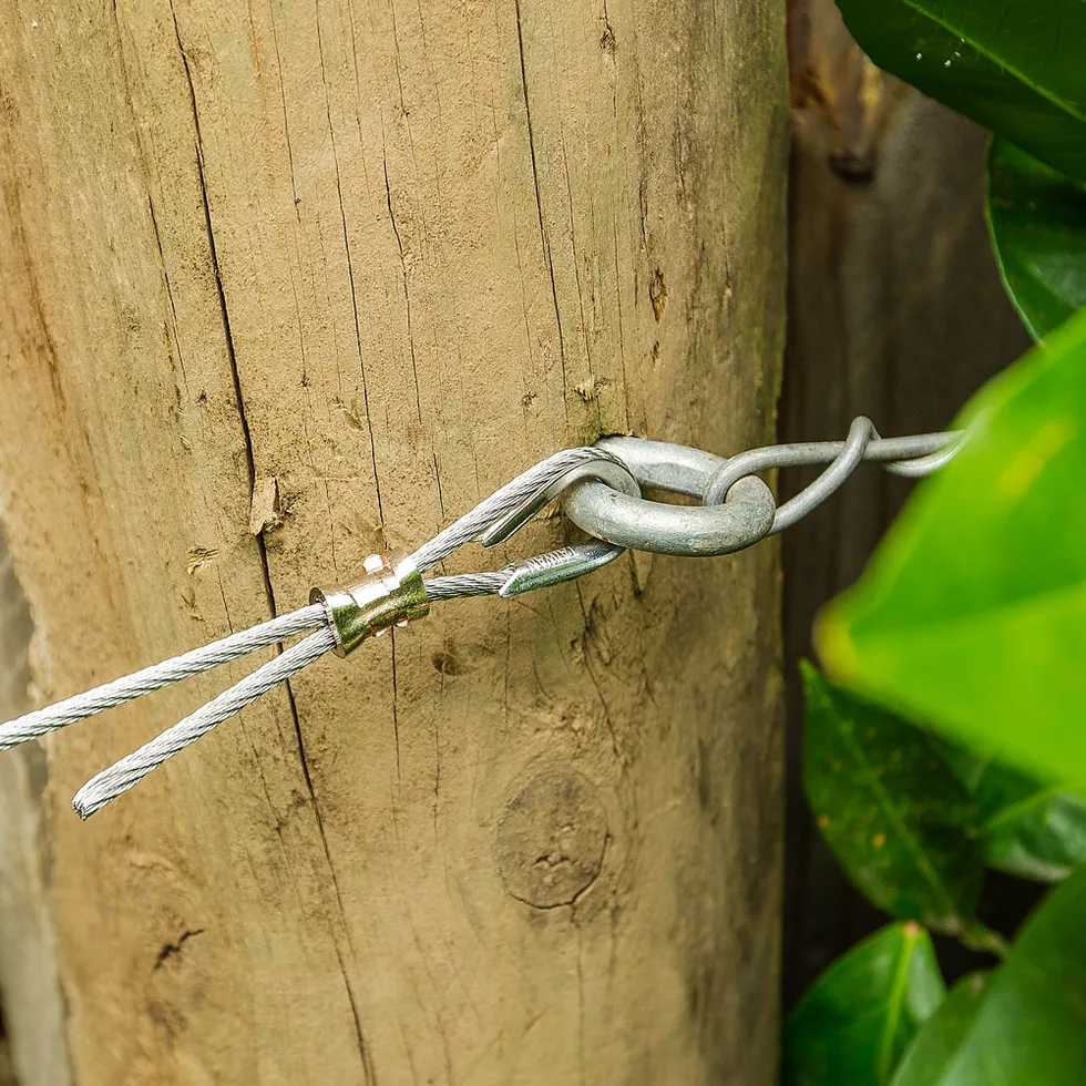 How to espalier like a pro | Better Homes & Gardens Australia