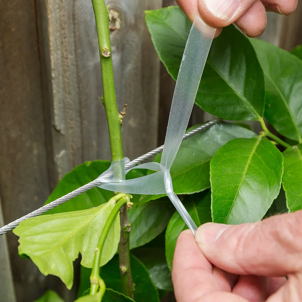 How to espalier like a pro | Better Homes & Gardens Australia