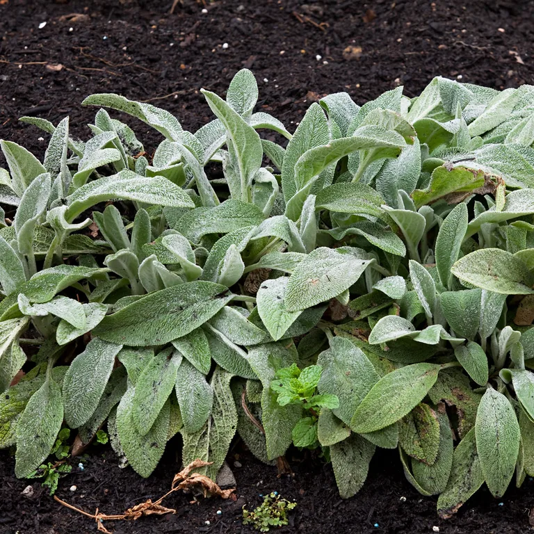 How To Divide Perennial Plants In Three Easy Steps