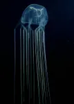 Should you apply vinegar to all jellyfish stings? - Better Homes ...
