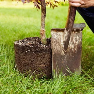 Tree Planting Guide: Tips for Successful Growth