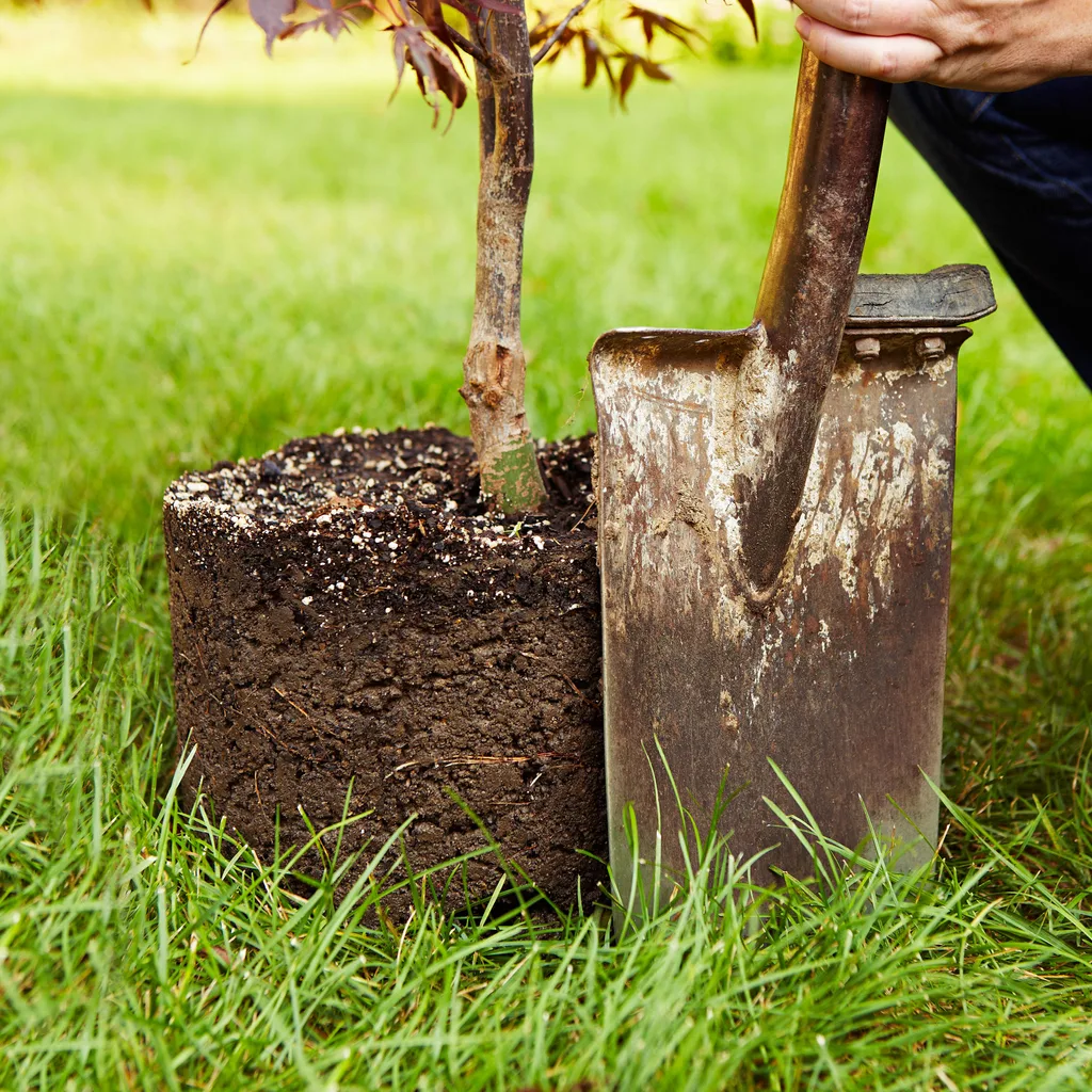 Tree Planting Guide: Tips for Successful Growth