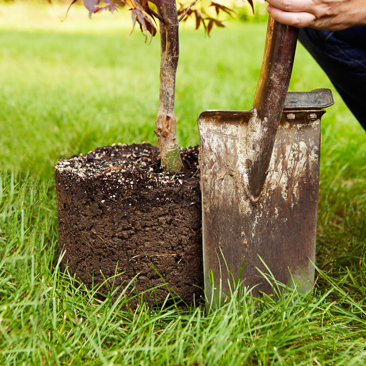 Tree Planting Guide: Tips for Successful Growth