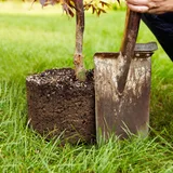 Tree Planting Guide: Tips for Successful Growth