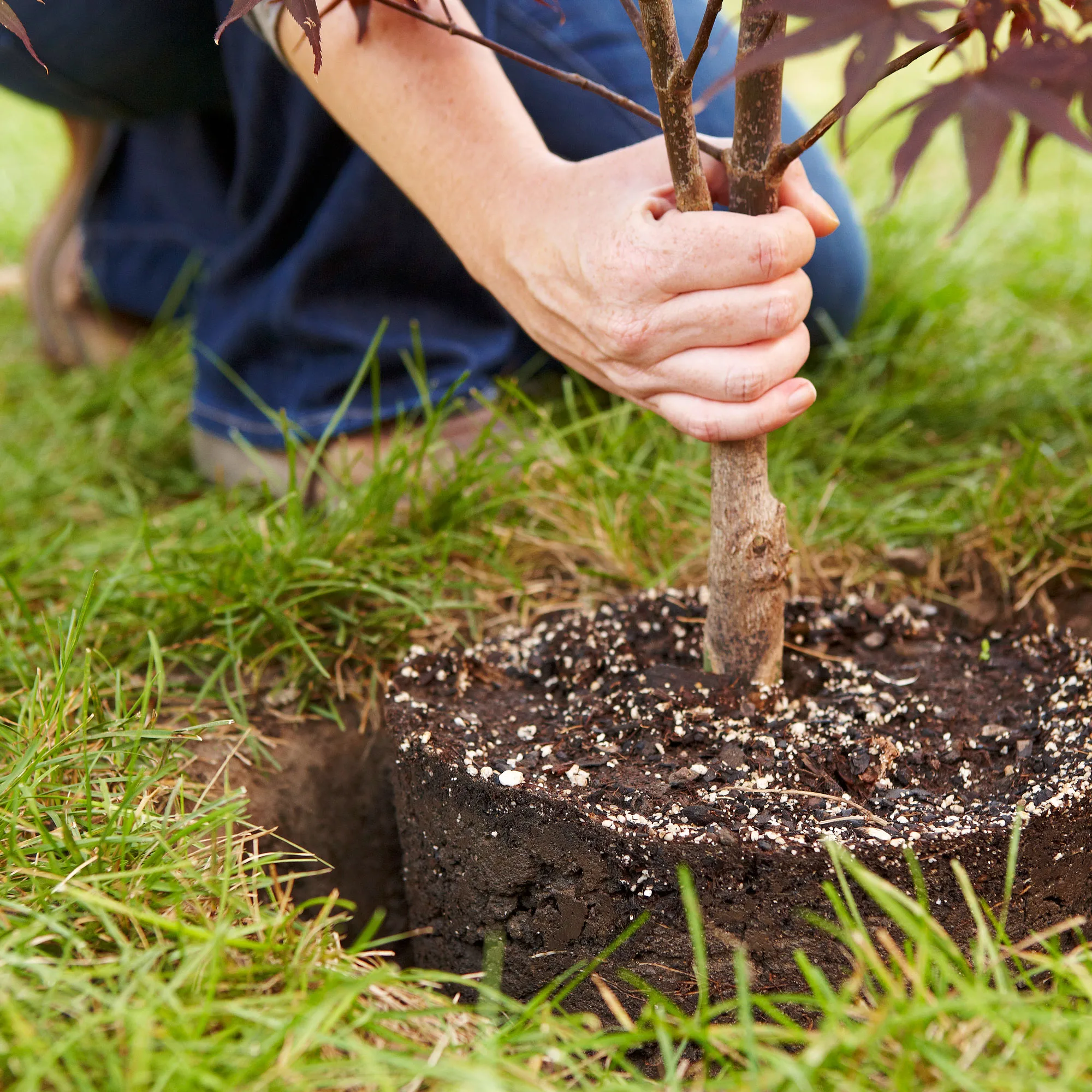 Tree Planting Guide: Tips for Successful Growth