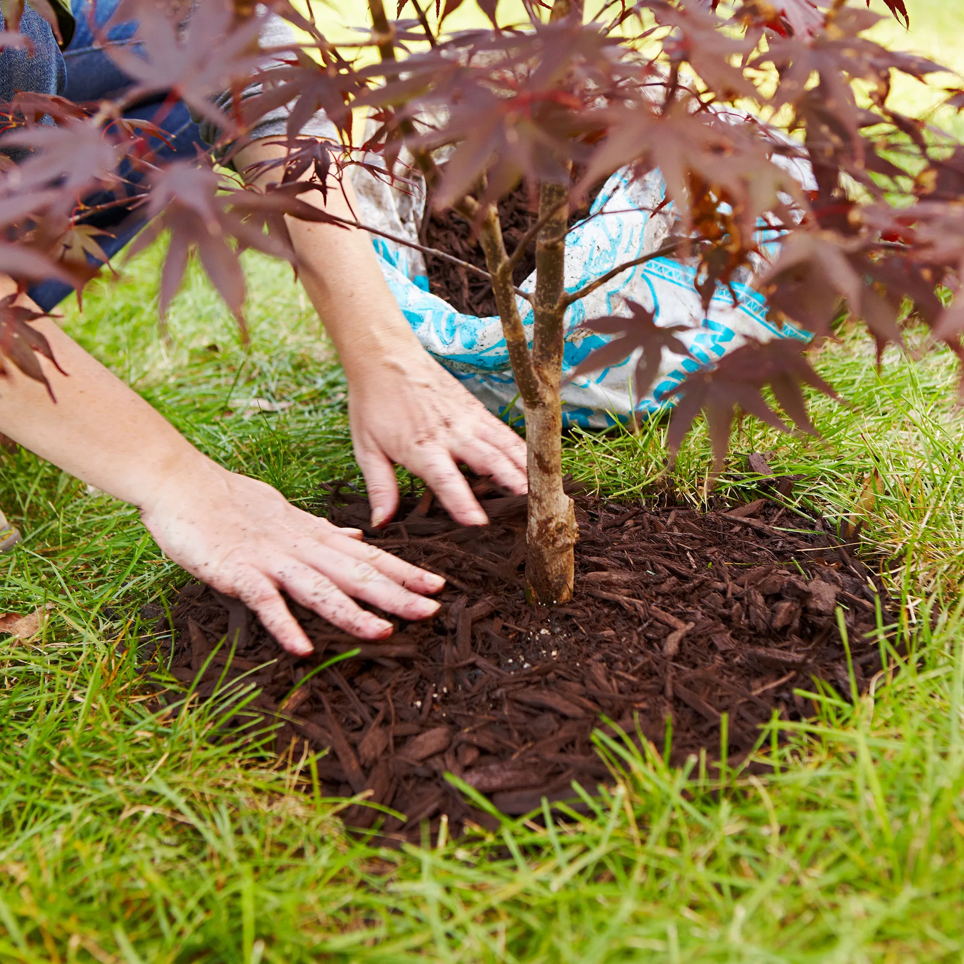 Tree Planting Guide: Tips for Successful Growth