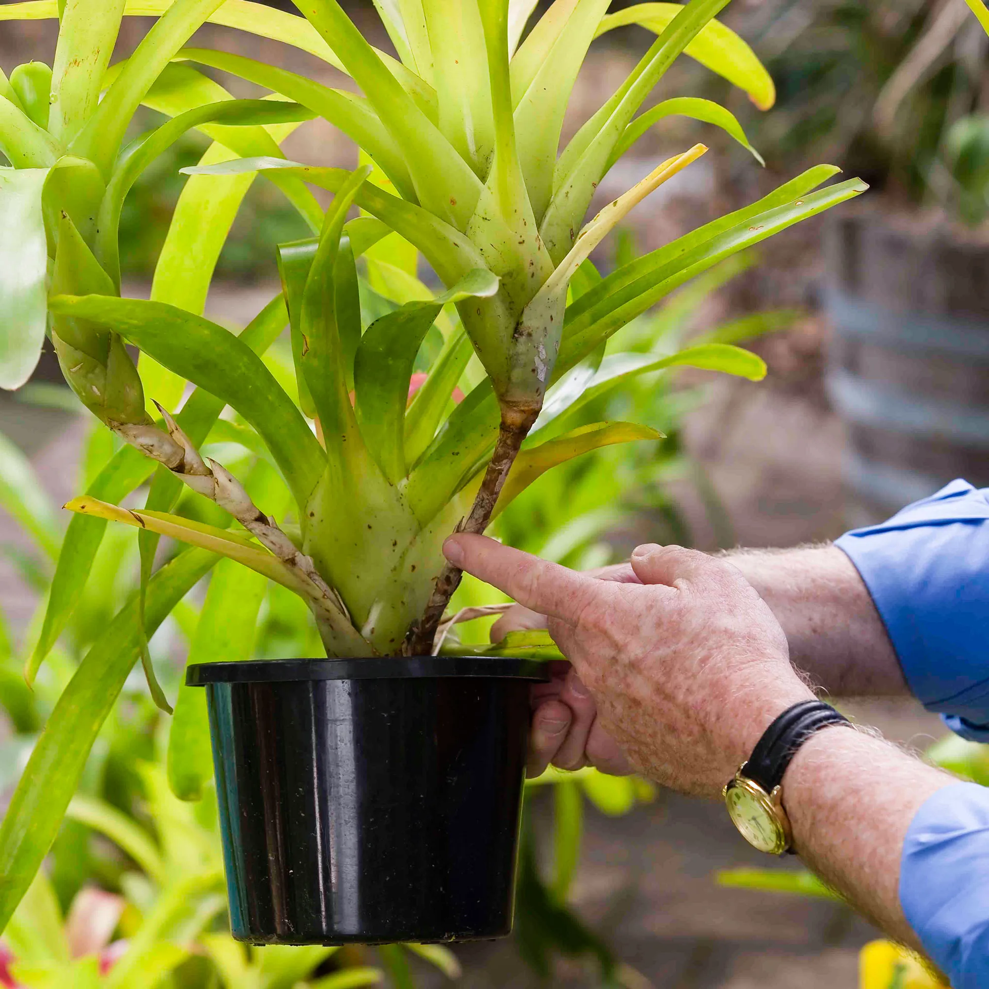 Bromeliad tree: How to turn it into beautiful artwork
