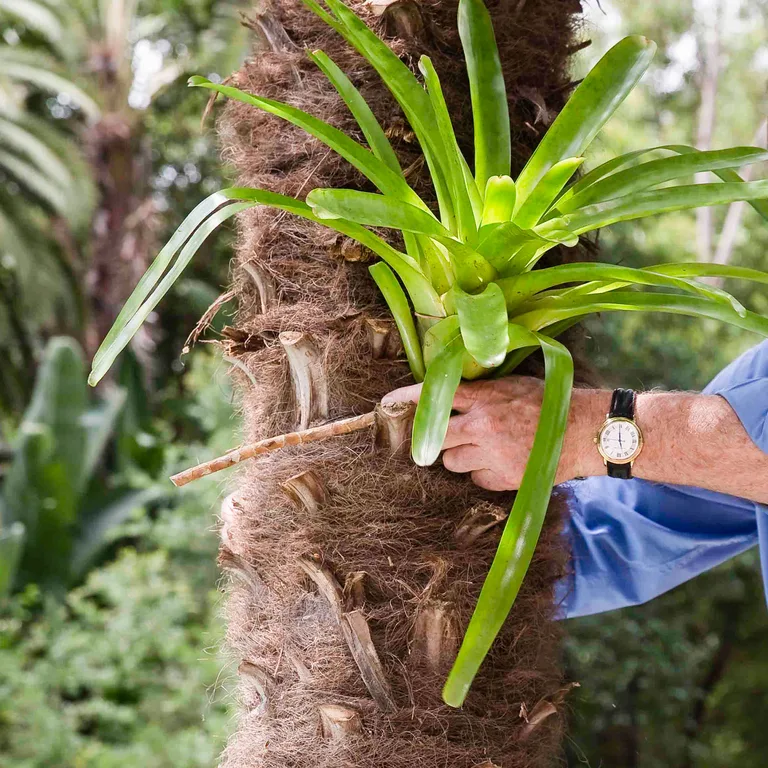 Bromeliad tree: How to turn it into beautiful artwork