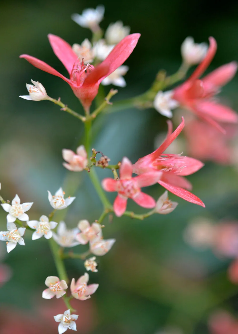 How To Grow A NSW Christmas Bush | Better Homes & Gardens Australia