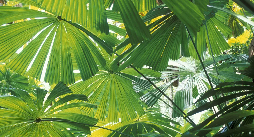 5 fabulous palms to plant | Better Homes & Gardens Australia