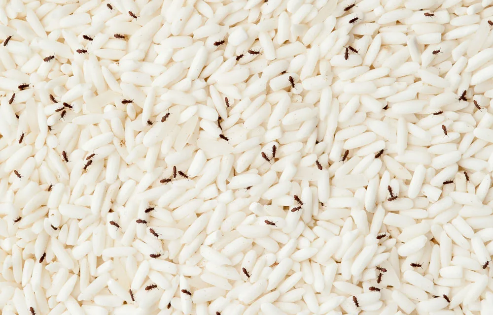 How to get rid of weevils in your kitchen pantry