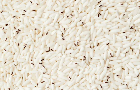 How to get rid of weevils in your kitchen pantry