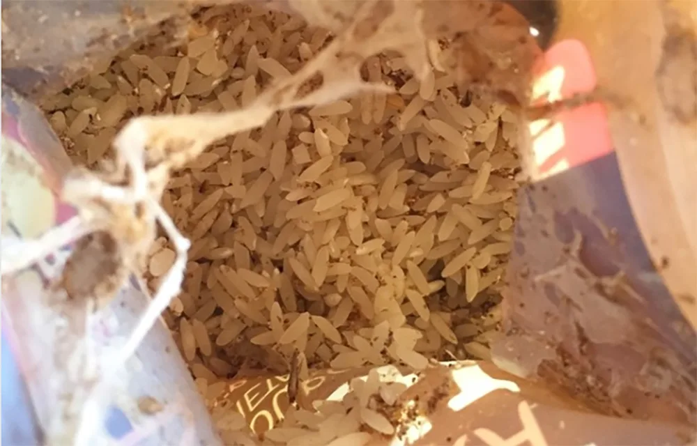 How to get rid of weevils in your kitchen pantry