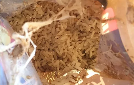 How to get rid of weevils in your kitchen pantry