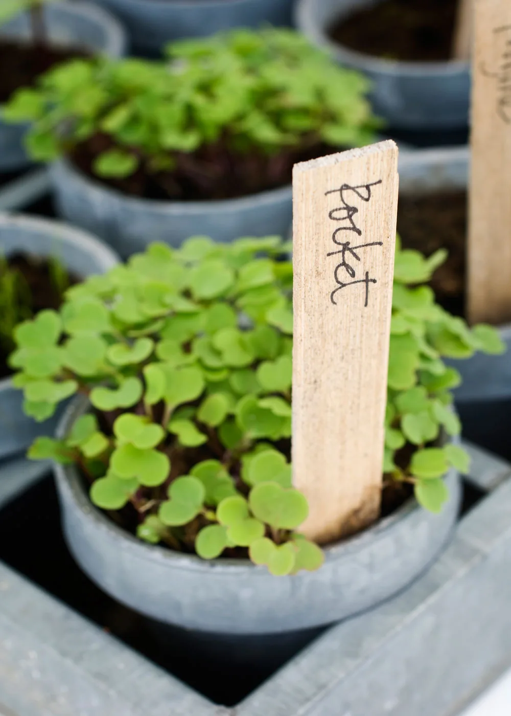 How to grow rocket | Better Homes & Gardens Australia