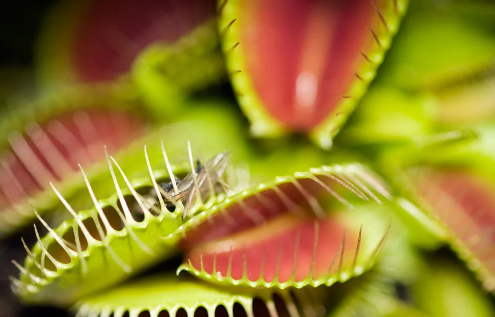 Venus Fly Trap: How to Care & Grow a Venus Fly Trap