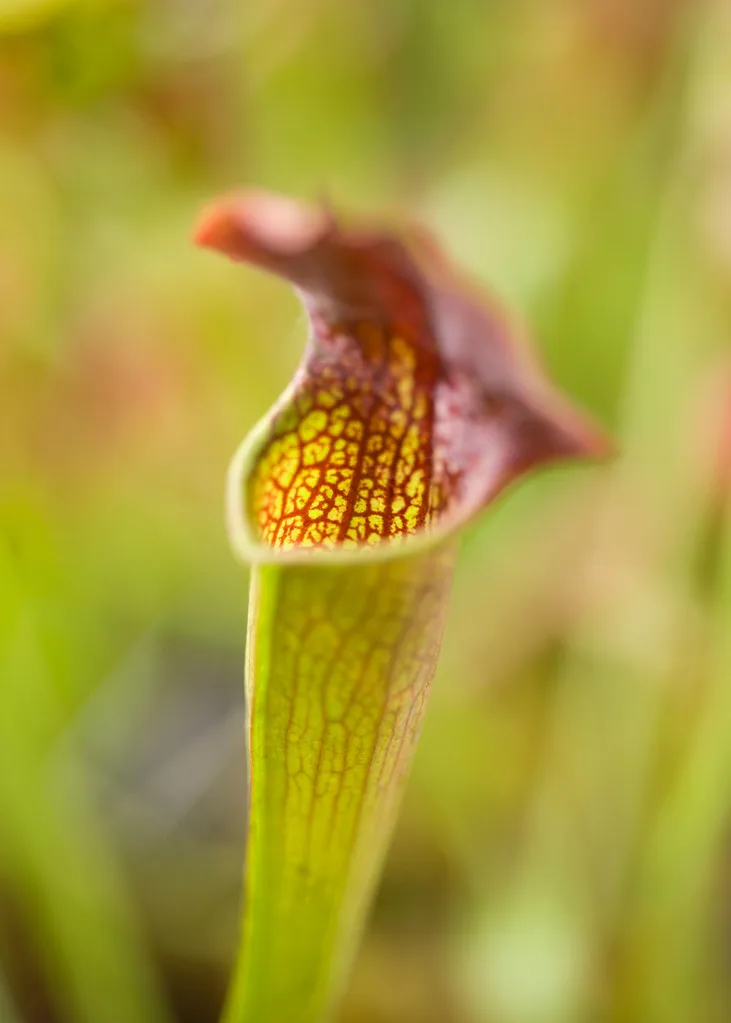 How to grow pitcher plants | Better Homes & Gardens Australia