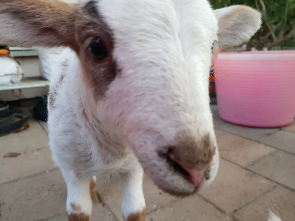 Aussie shock: My pet lamb took my limbs