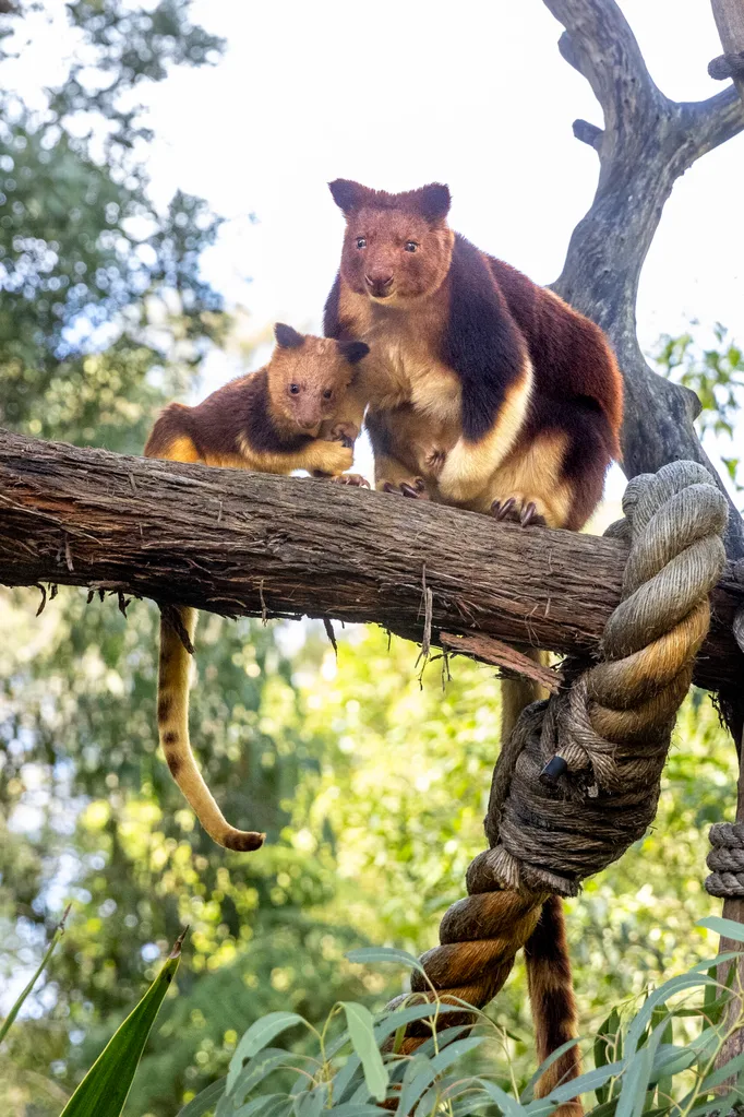 Baby tree kangaroo's name revealed after public vote | that's life!