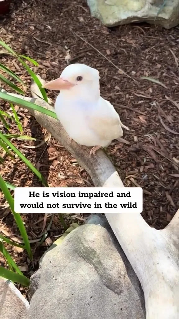 Meet Casper the white kookaburra