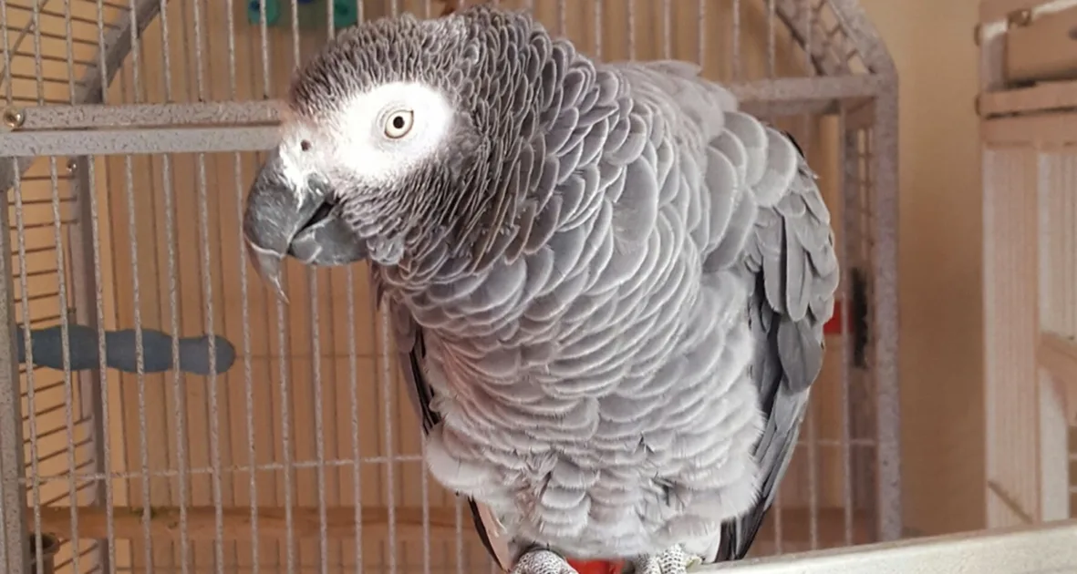 How a PARROT solved this grisly murder | that's life!