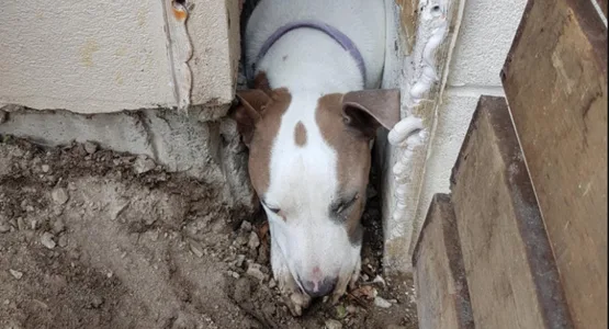 Missing dog Coco found after five days stuck between garage walls ...