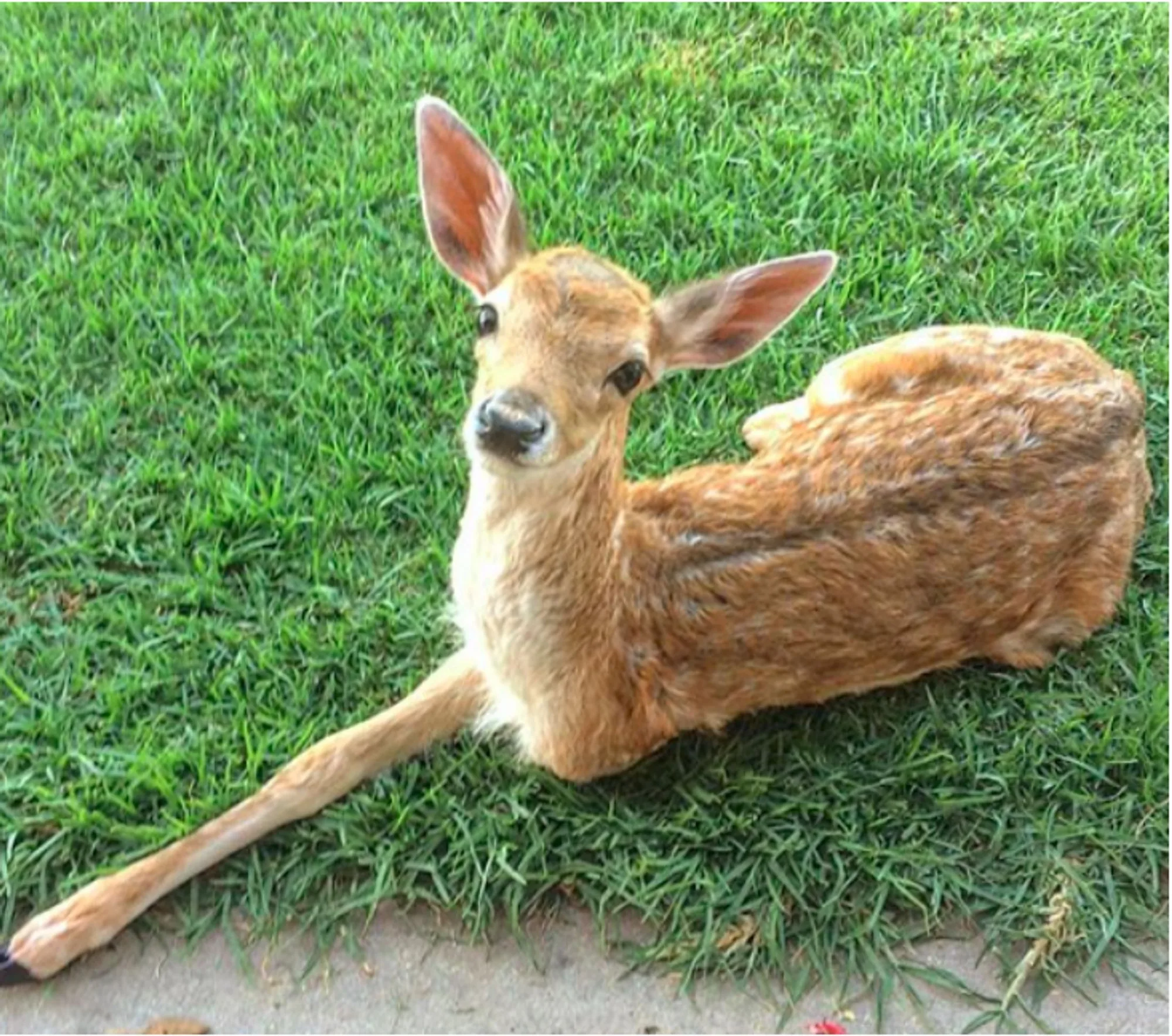 He might only have three legs but Miranda’s deer has a lot of ...