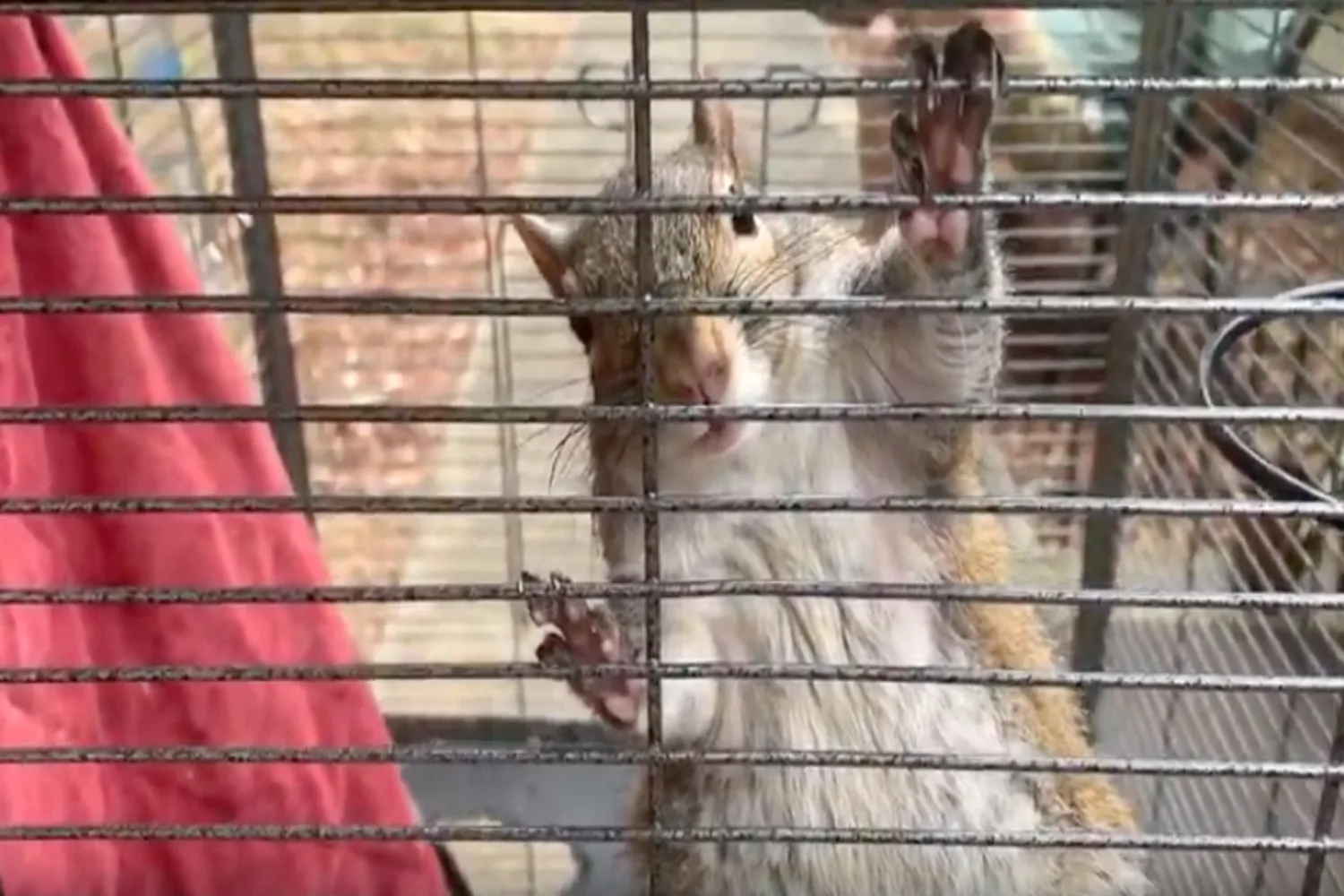 Caged and force fed meth, a squirrel has been seized at a property in ...