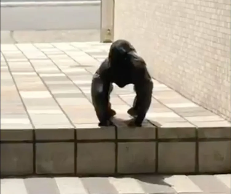 Video footage of 'Gorilla Crow' leaves internet users baffled | that's ...