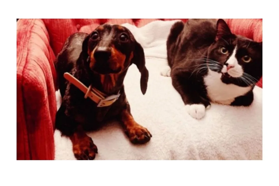 Cat survives after being trapped in washing machine | that's life!