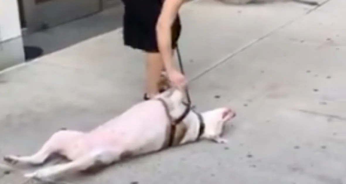Footage of stubborn dog refusing to walk in New York City goes viral ...