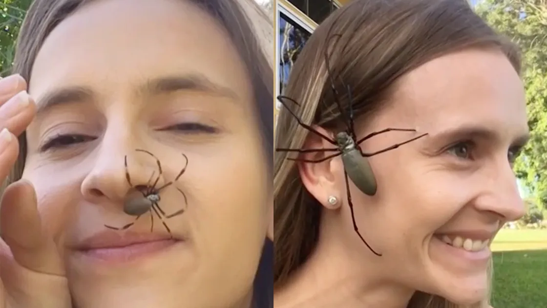 Woman lets spiders crawl on her face | that's life!