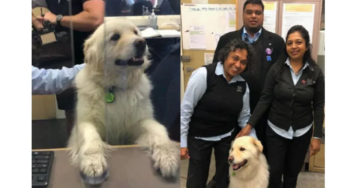 Ralph the retriever is reunited with his family after boarding ...
