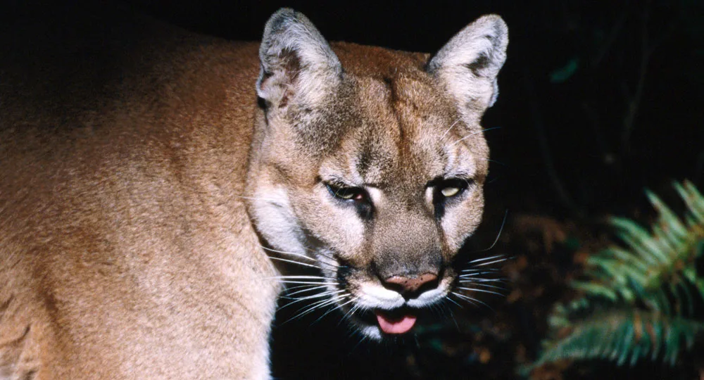 Cameras meant to capture footage of wild mountain lions snaps something ...