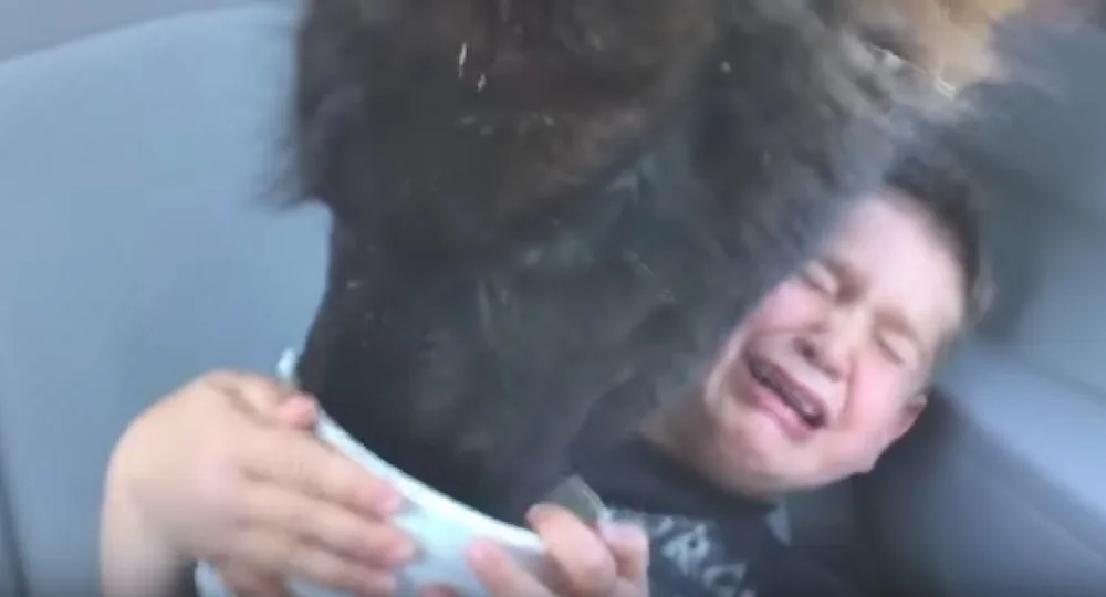 The internet is going crazy over crying boy's llama drama | that's life!