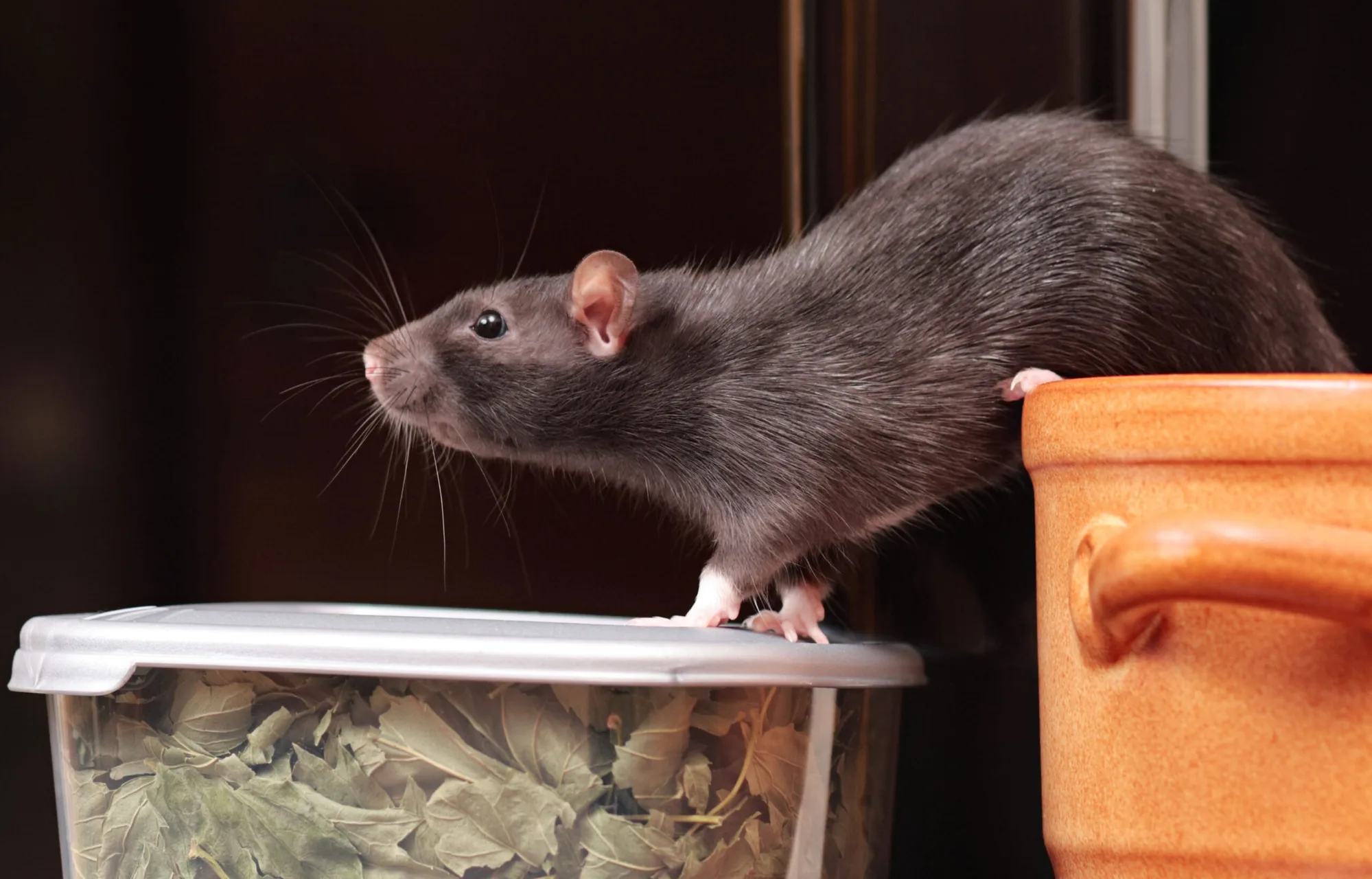 Shocking video shows 30 RATS in popular Aussie food court | that's life!