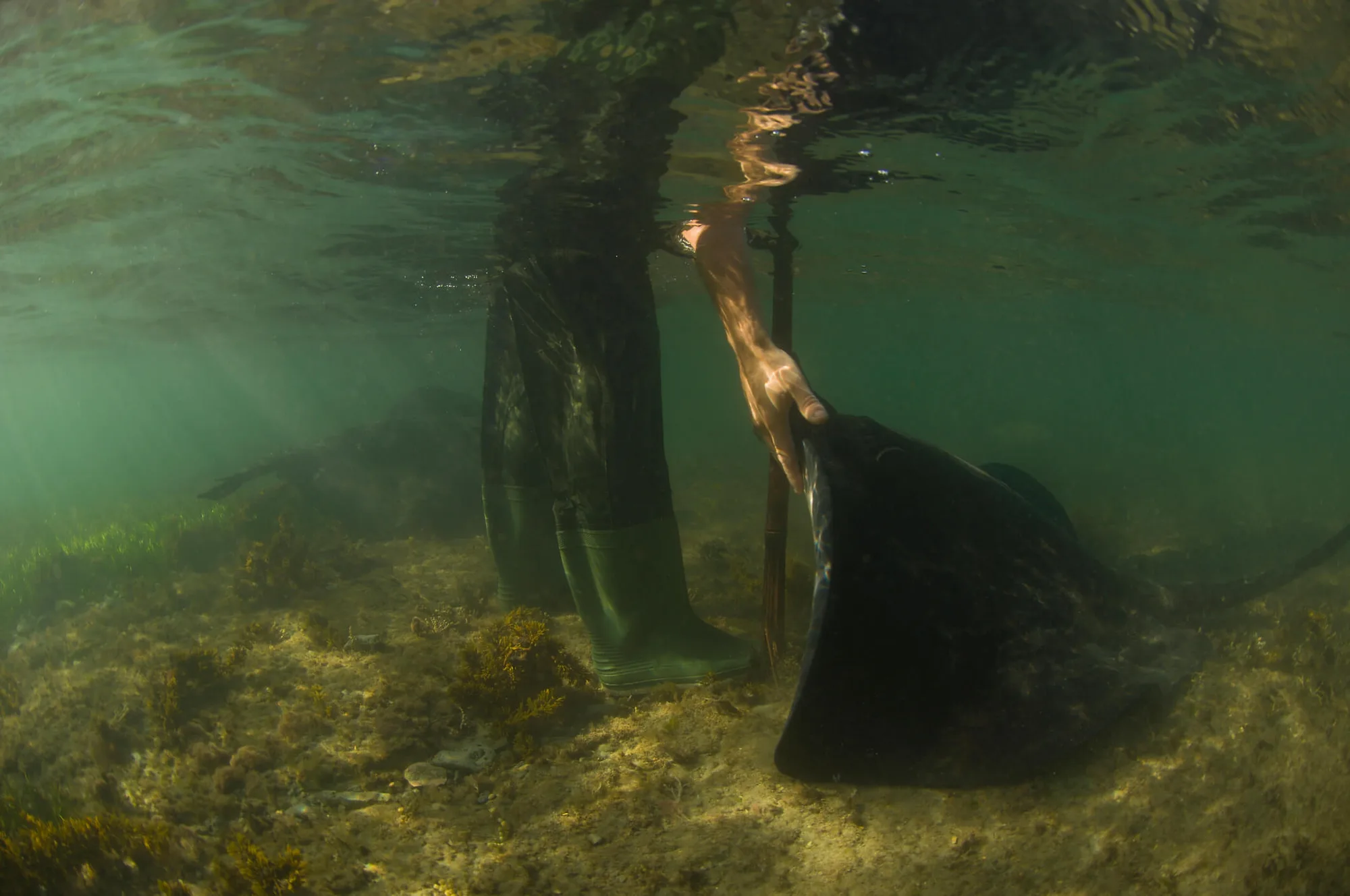 Steve Irwin Stingray Attack: How Did He Die? | WHO