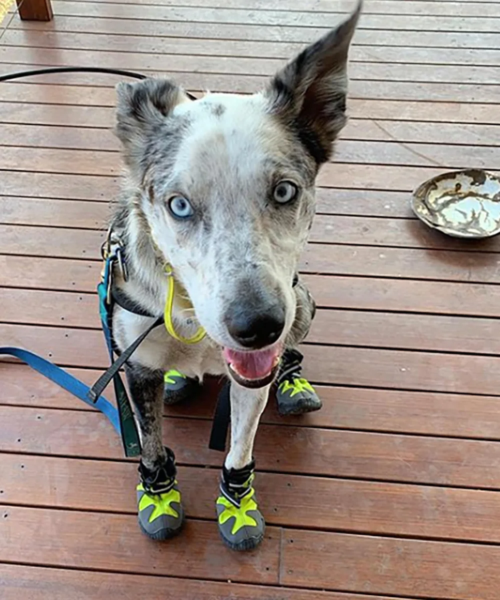 In his work to save koalas injured during the bushfires, a sweet dog ...