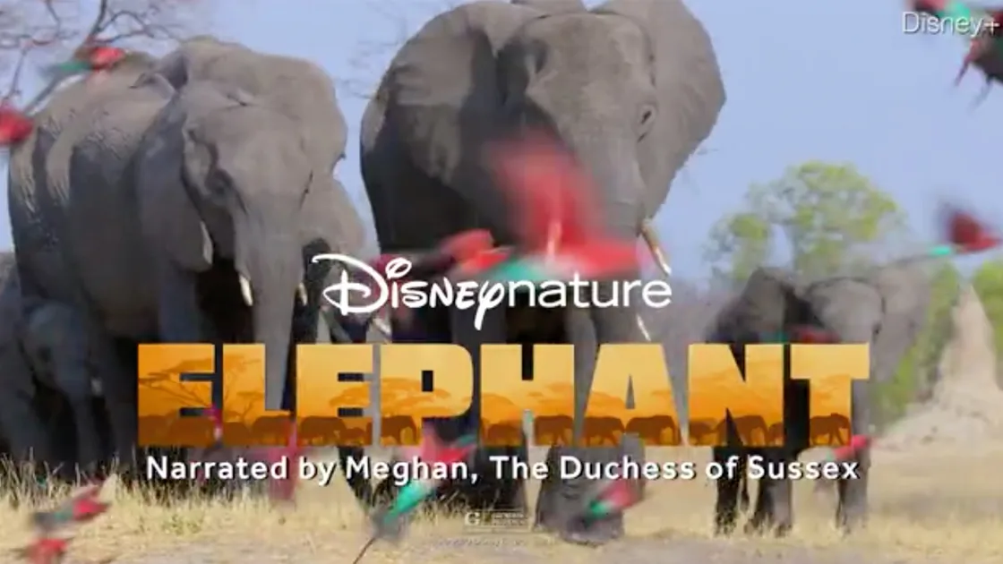 First trailer Elephant film narrated by Meghan Markle on Disney+ - WHO