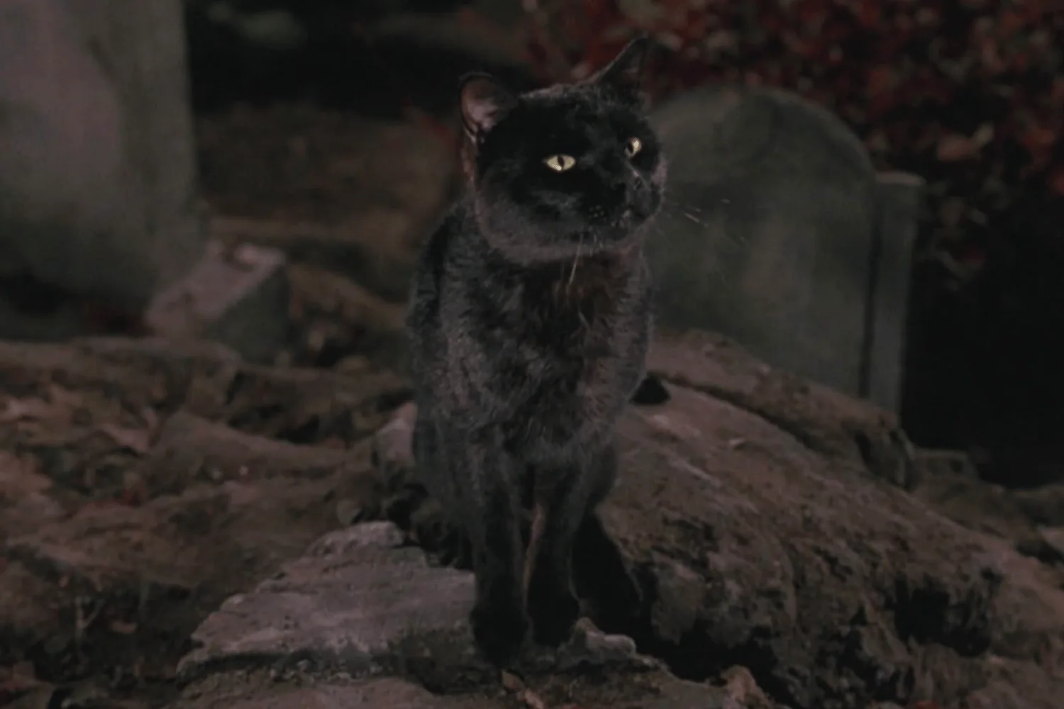 7 behind-the-scenes facts about Hocus Pocus | WHO